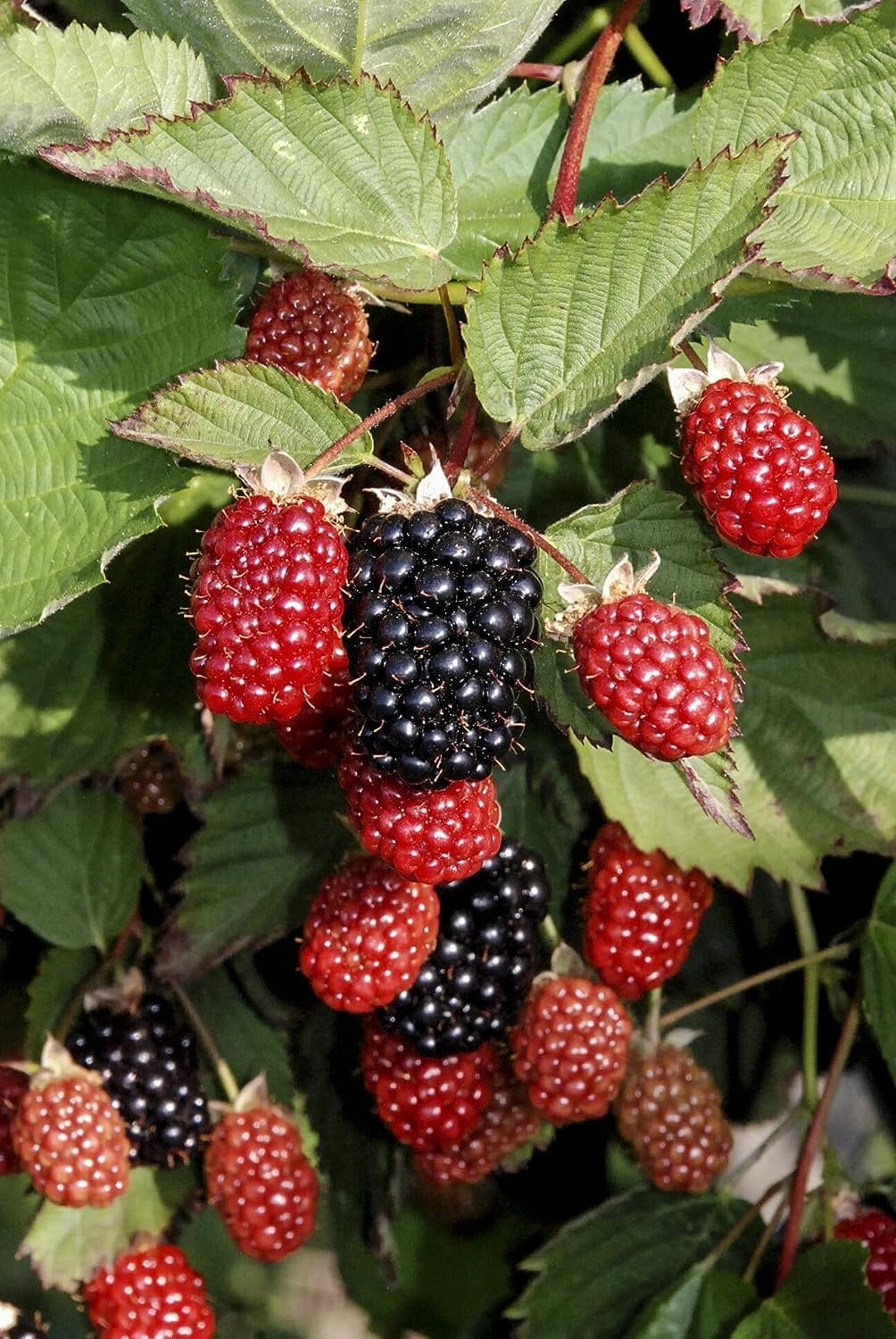 Big Daddy Indoor BlackBerry Plant - Live Rubus in 2 Inch Pot for Patio ...