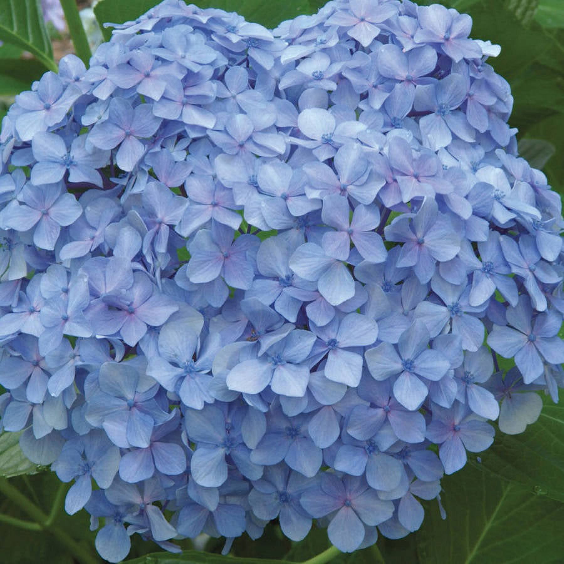Southern Living Big Daddy Hydrangea Live Shrub in 3-Gallon Grower Pot ...