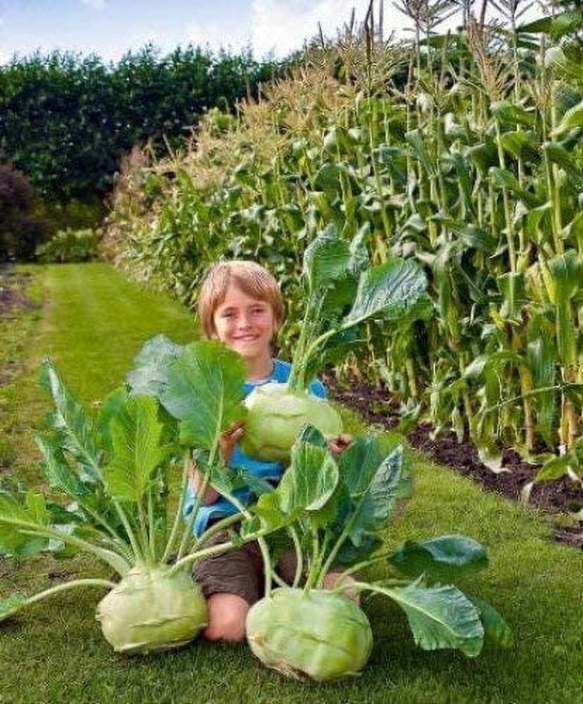 Big Daddy White Kohlrabi, Giant Cabbage Seeds | 200+ Seed Packet ...