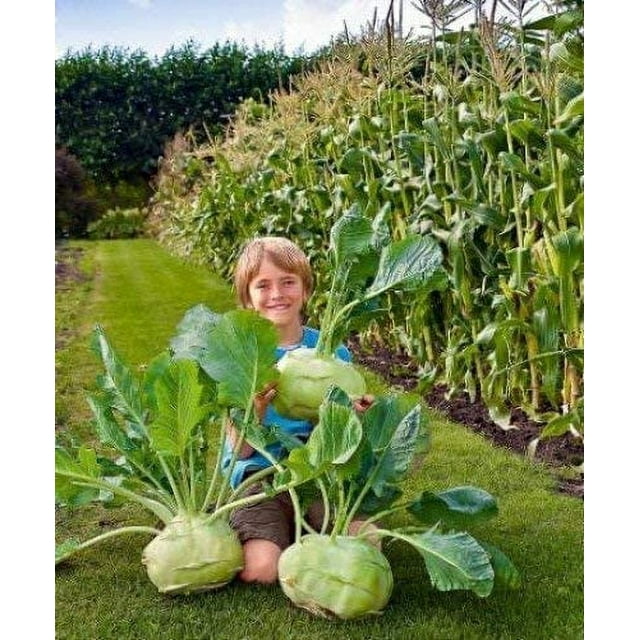 Big Daddy White Kohlrabi, Giant Cabbage Seeds | 200+ Seed Packet ...
