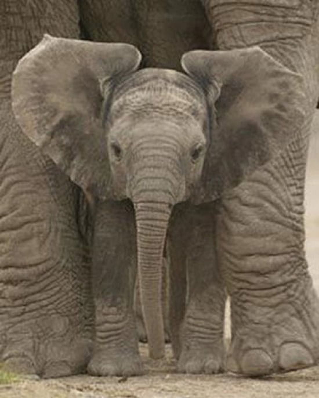 Big Ears Baby Elephant Laminated Poster (16 x 20) - Walmart.com