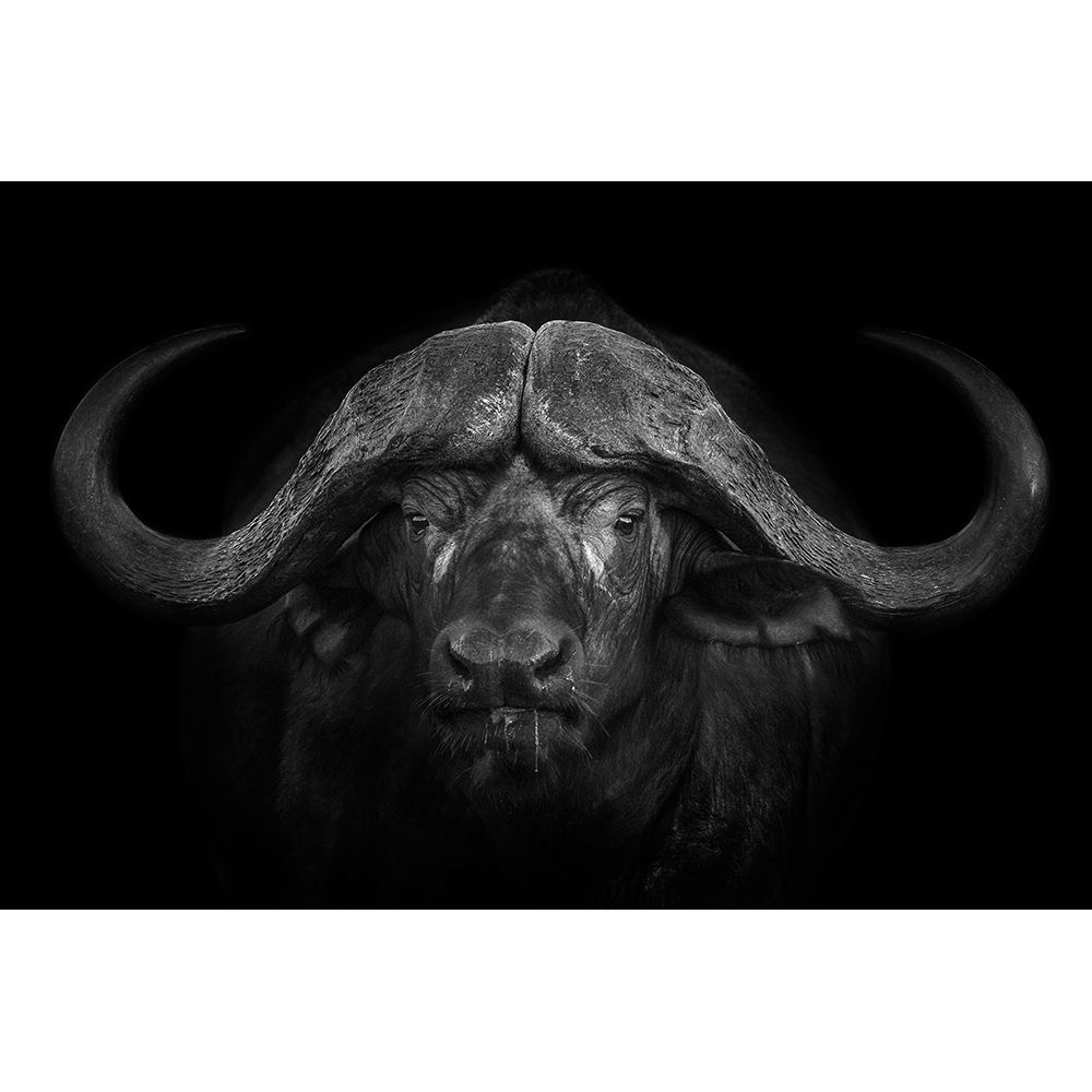 Big Horns Poster Print - Mario Moreno - Walmart.com