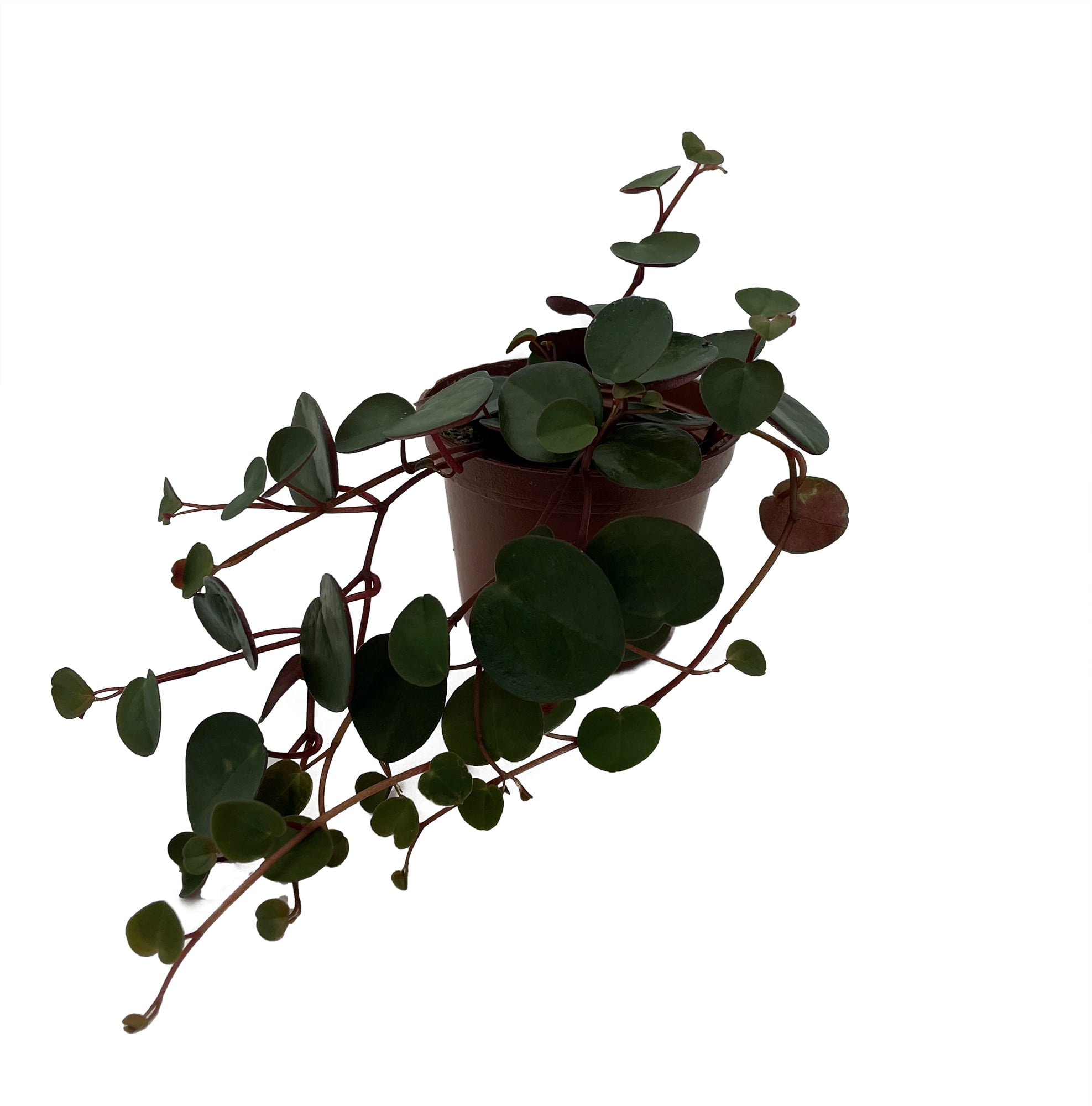 Big Leaf Ruby Cascade Peperomia - 2.5" Pot - Walmart.com