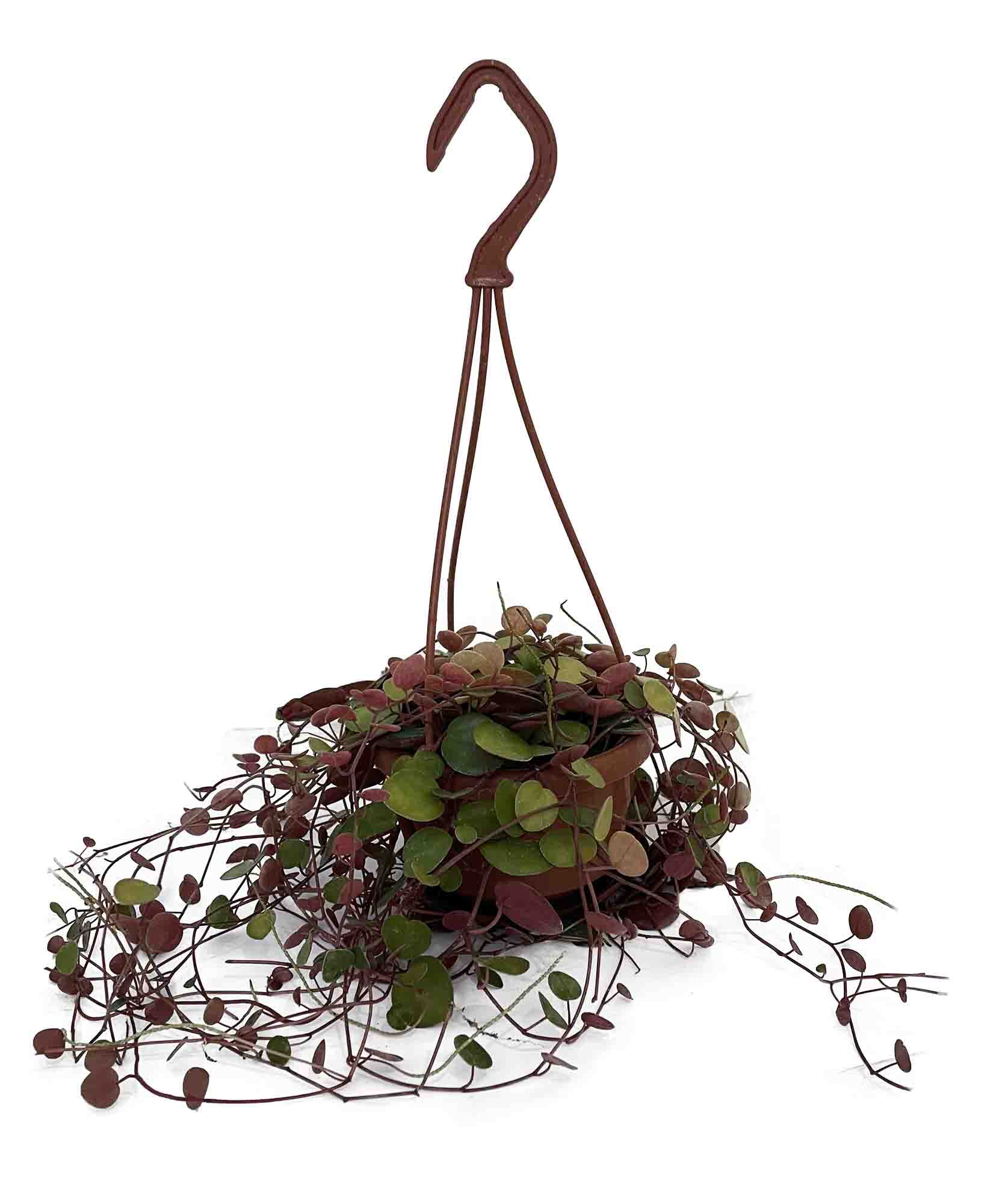 Big Leaf Ruby Cascade Peperomia - 4" Mini Hanging Basket - Walmart.com
