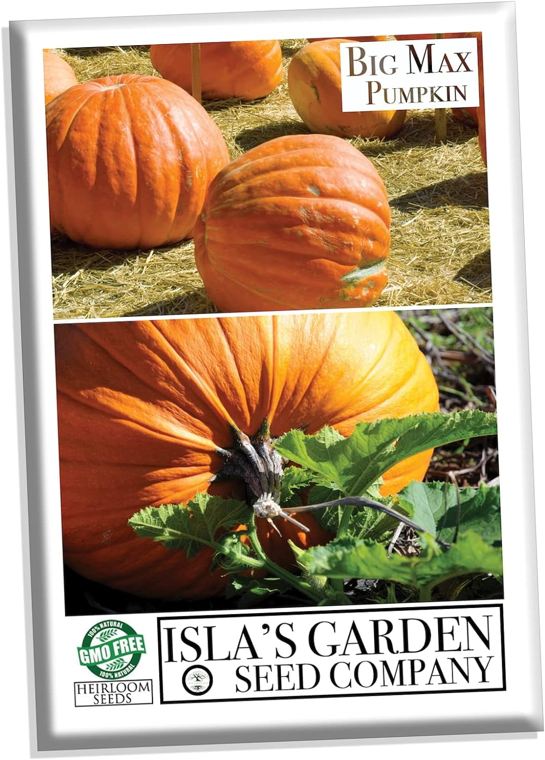 Isla's Garden Seeds 10 Big Max Pumpkin Plant Seeds - Walmart.com
