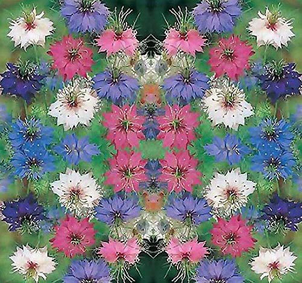 Big Pack (12,000) - Love in MVR1 A Mist Mix Seeds - Persian Jewels, Wild Fennel, Nigella ...