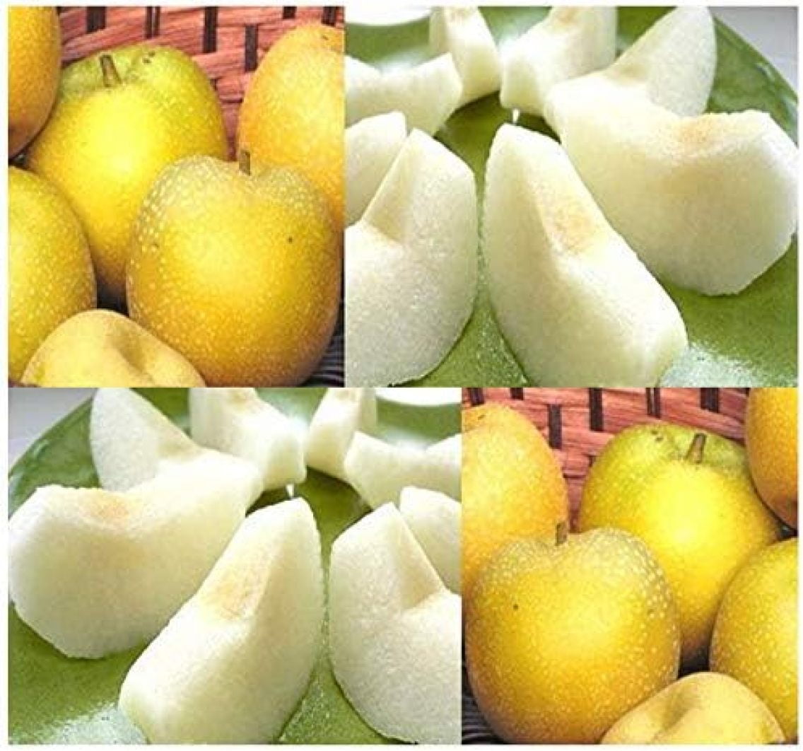 Big Pack - (200+) Japanese Chinese Korean Asian Sand Pear - Tree Seed ...