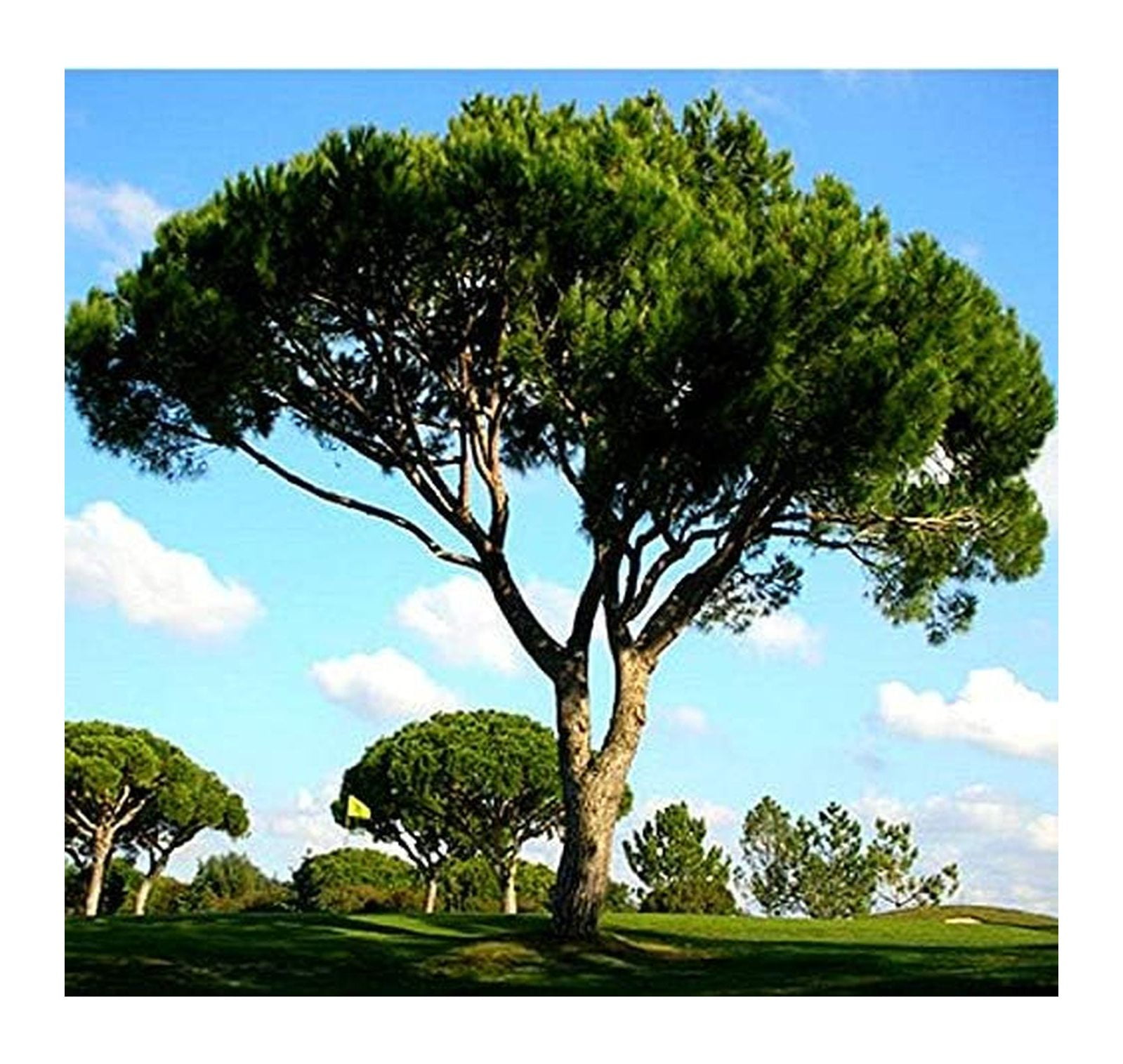 Big Pack - (30) Italian Stone Pine Seeds, Pinus pinea Pine Tree Seeds ...