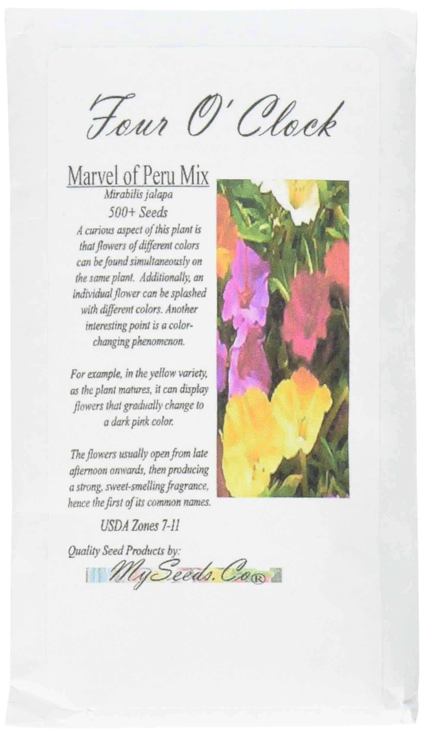 Big Pack - 4 O'Clock Mix (500+ Seeds) Fragrant Mirabilis jalapa Flower ...