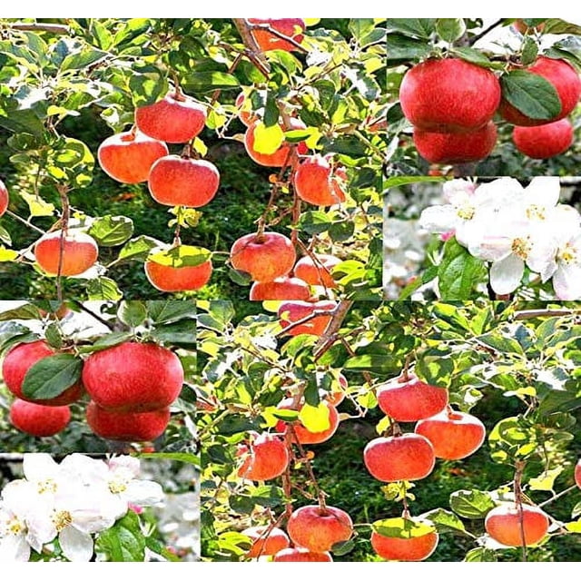 Big Pack - (500) Red Delicious Apple MHD1- Malus pumila Tree Seeds ...