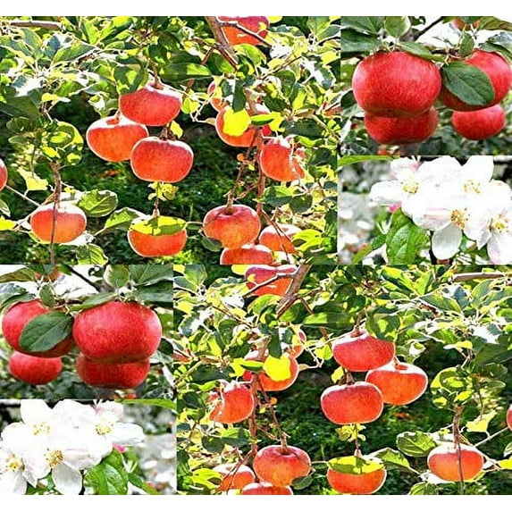 Big Pack - (500) Red Delicious Apple - Malus pumila Tree Seeds - Very ...
