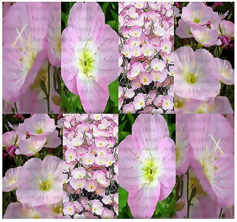 Big Pack - Evening DHF10 Primrose (100,000+) Rose Flower Seeds ...