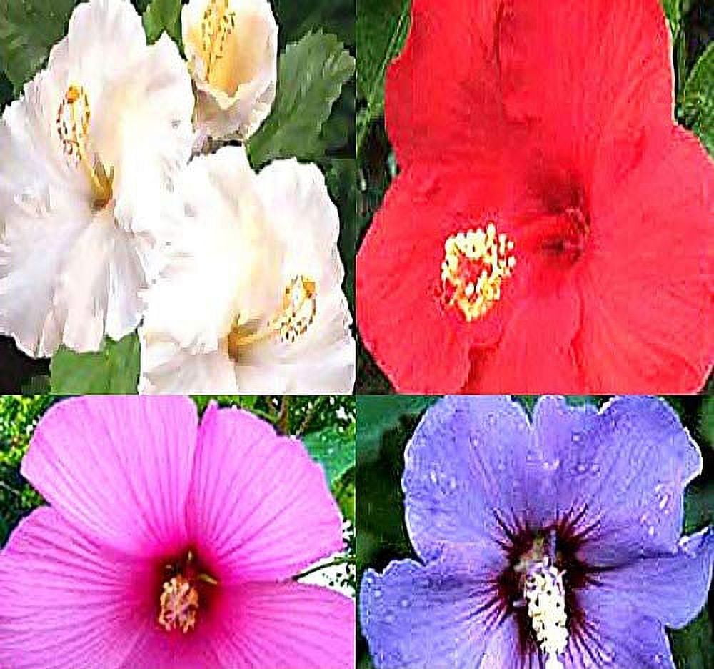 Big Pack - Rose of Sharon, MVR1 Hibiscus syriacus Seeds - Non-GMO Seeds (Rose of Sharon (1,000 ...
