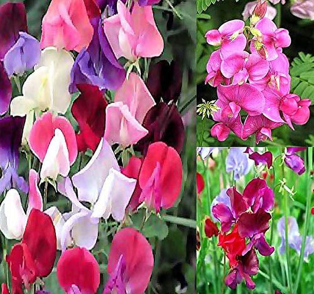 Big Pack - Sweet KF05 Pea Sweetpea Flower Seed odoratus Flower Seeds - Heirloom Mix Very ...