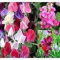 Big Pack - Sweet Pea Sweetpea Flower Seed (400+) odoratus Flower Seeds ...