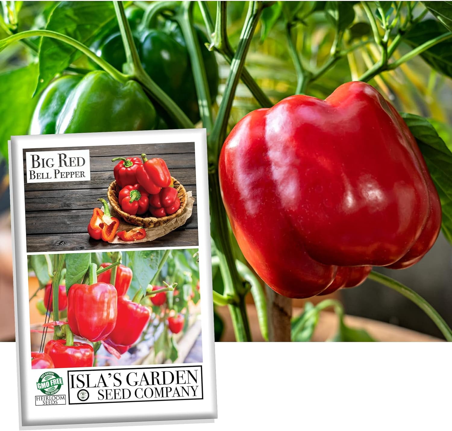 Big Red Bell Pepper Seeds, 50 Heirloom Seeds Per Packet, Non GMO Seeds ...