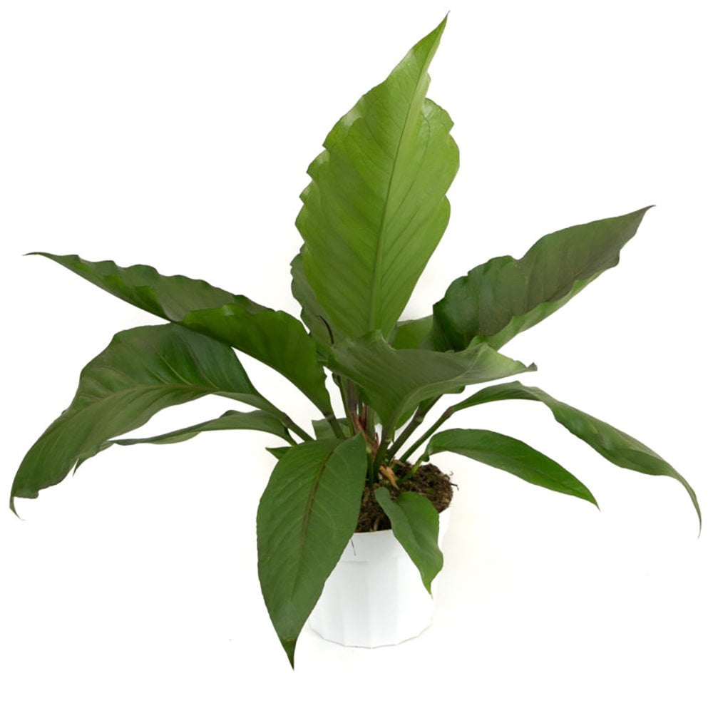 Big Red Bird Anthurium - Live Starter Plant in a 2 Inch Growers Pot ...