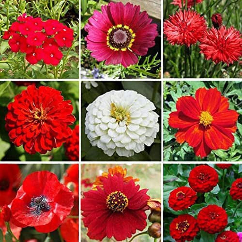 Big Red Wildflower Mix - 200+ Seeds - Stunning All Red Blend of ...