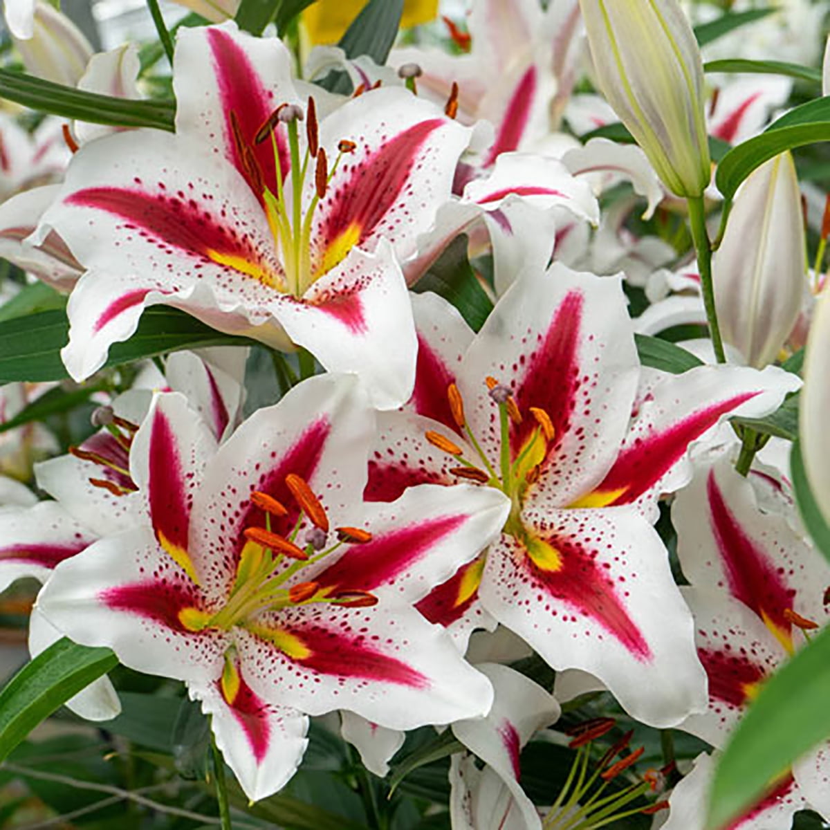Big Smile Oriental Lily - 2 Bulbs 16/18 cm - New! - Walmart.com