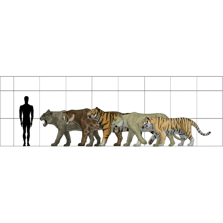 Smilodon Size Comparison