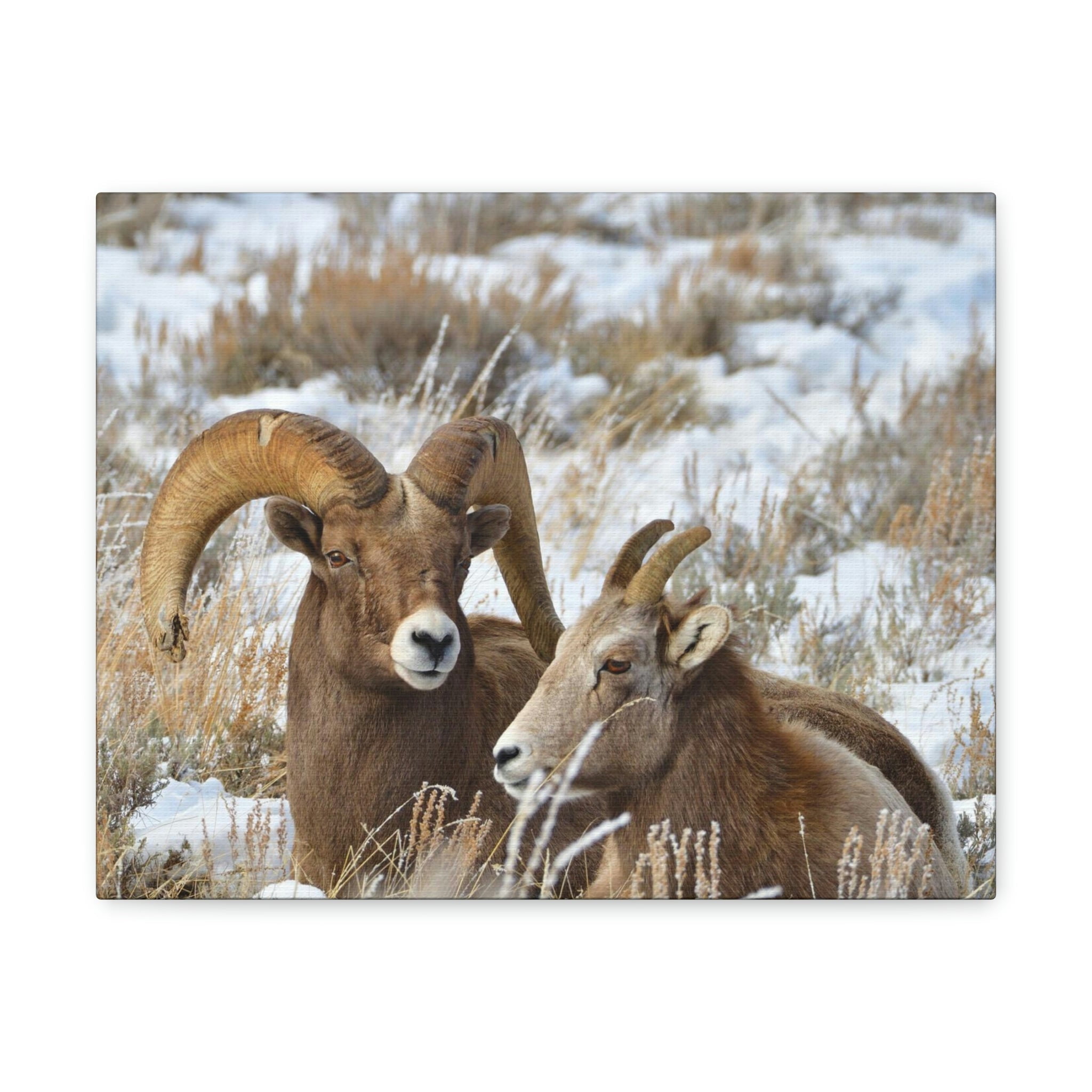 Big-horned sheep Couple Big-horned sheep Troop Print Animal Wall Art ...