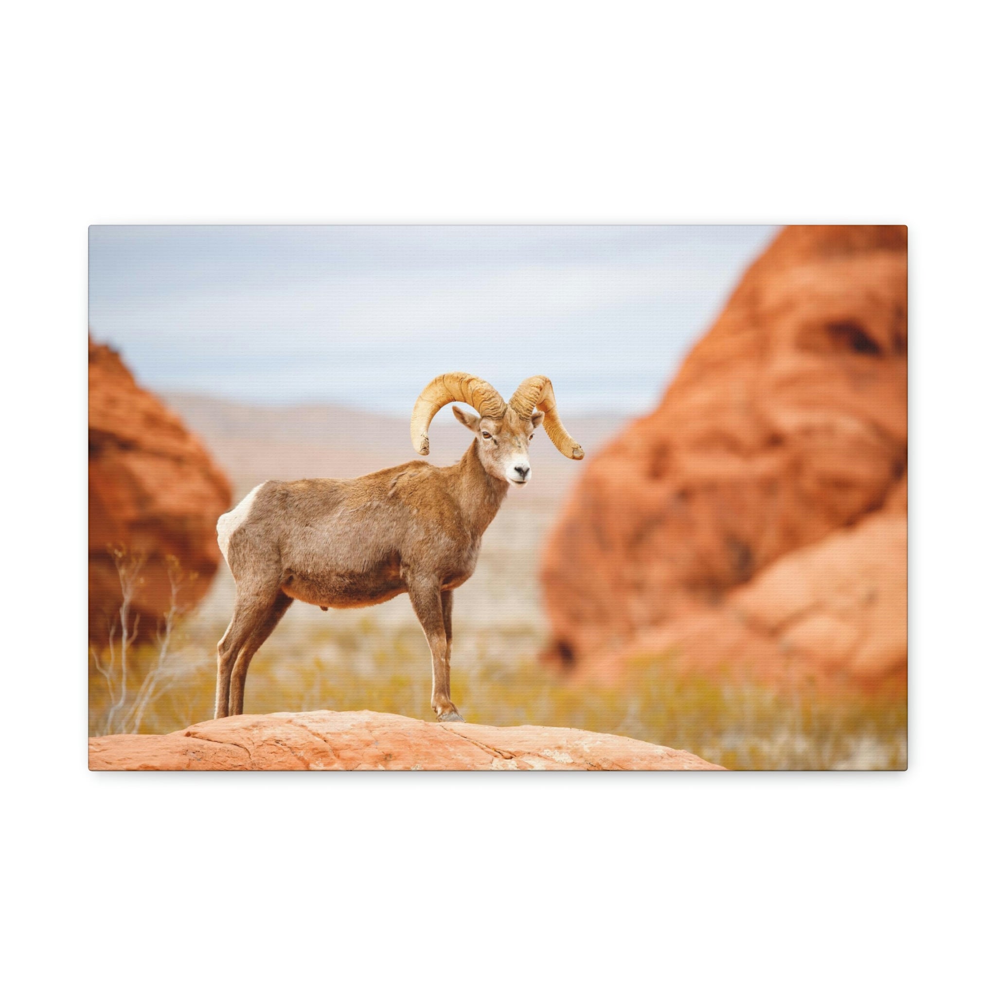 Big-horned sheep Hunting Big-horned sheep on Hunt Print Animal Wall Art ...