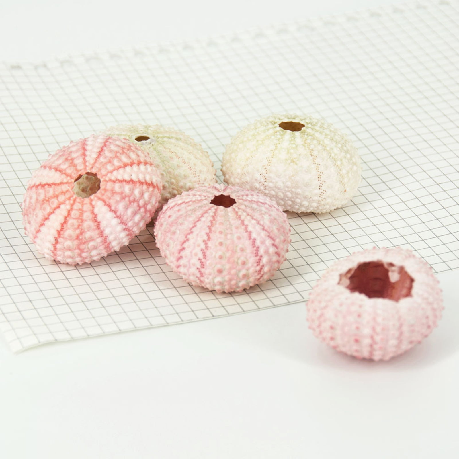 BigTiny Sea Urchin Shell High Durability Exquisite Shape Eye-catching ...