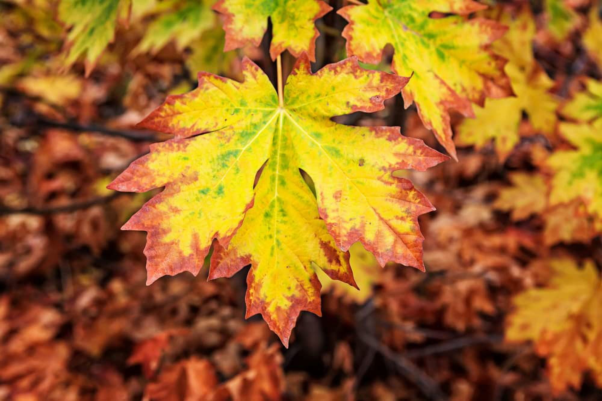 Bigleaf Maple Tree Seeds for Planting | 30+ Seeds | Highly Prized for ...