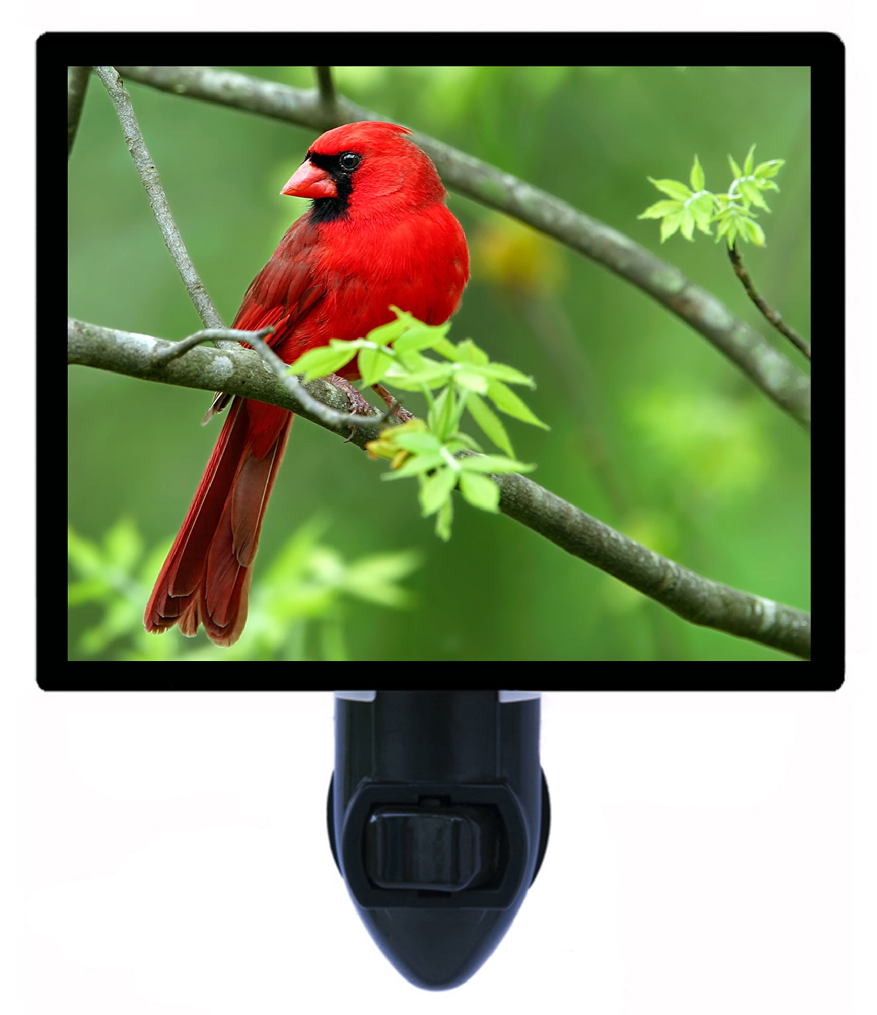 Night Light - Cardinal. | Bijrd Theme, Includes Free Switchable Insert ...