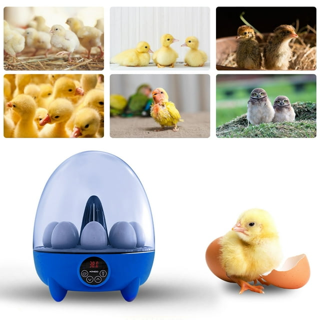 8 Egg Incubator, Incubators for Hatching Eggs,Mini House with Automatic ...