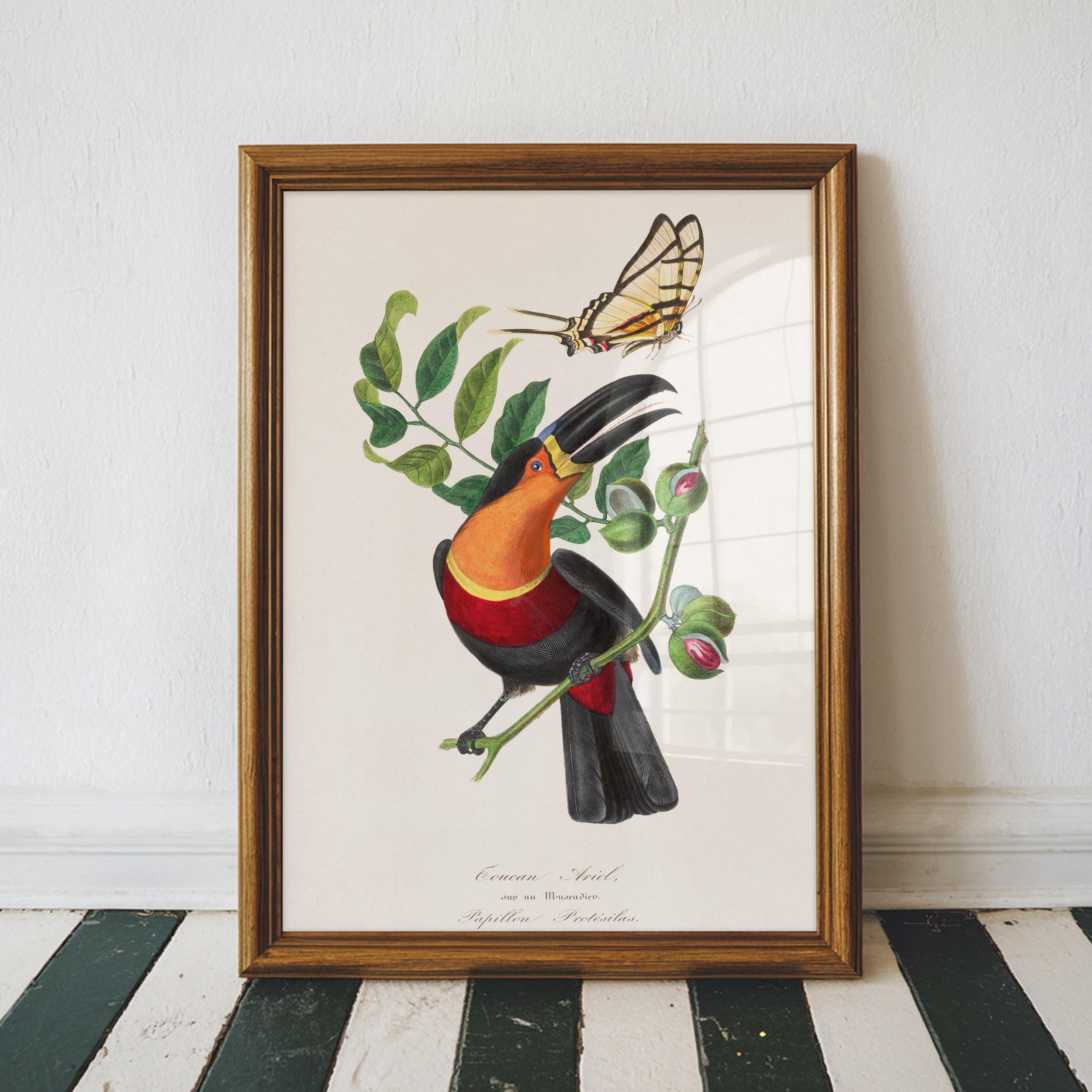 Billed Toucan Vintage Print Bird Poster Animal Painting Vintage Poster ...