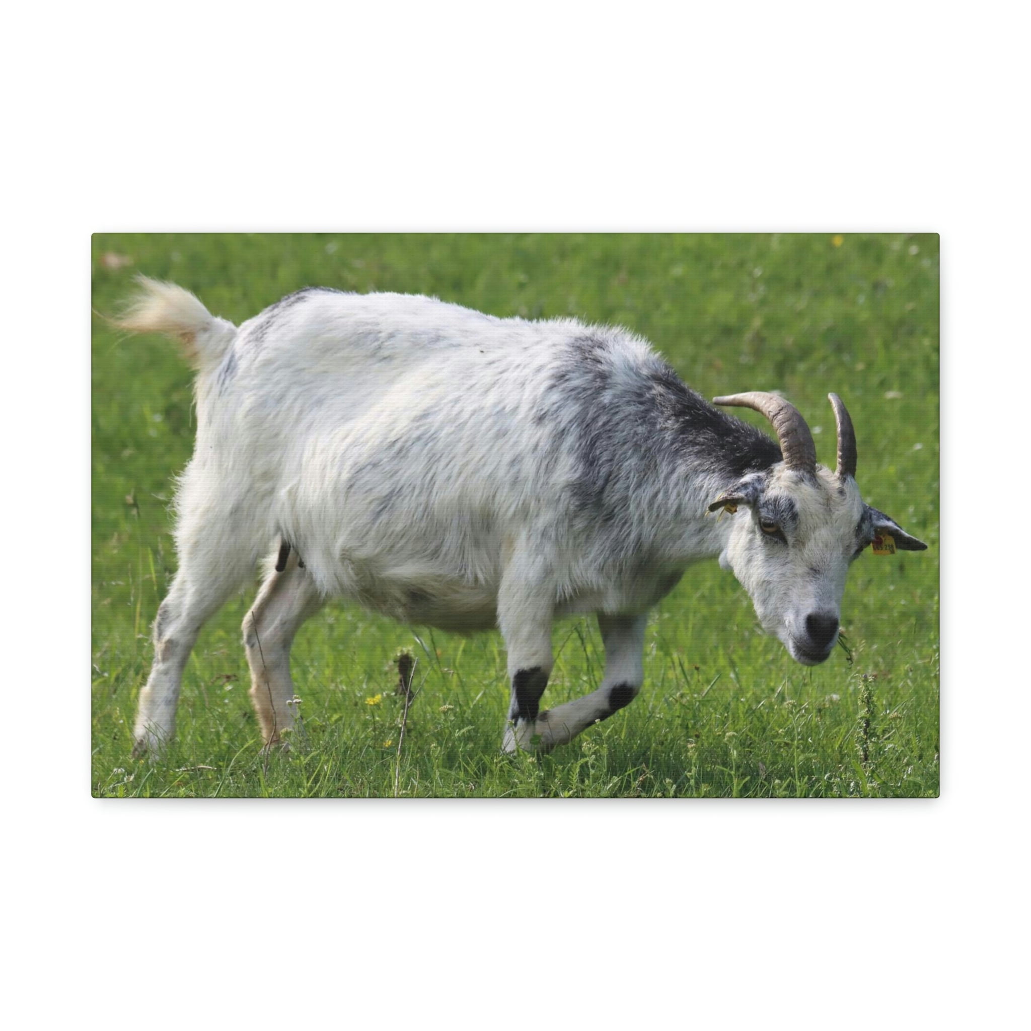 Billy Goat Hunting Billy Goat on Hunt Print Animal Wall Art Wildlife ...
