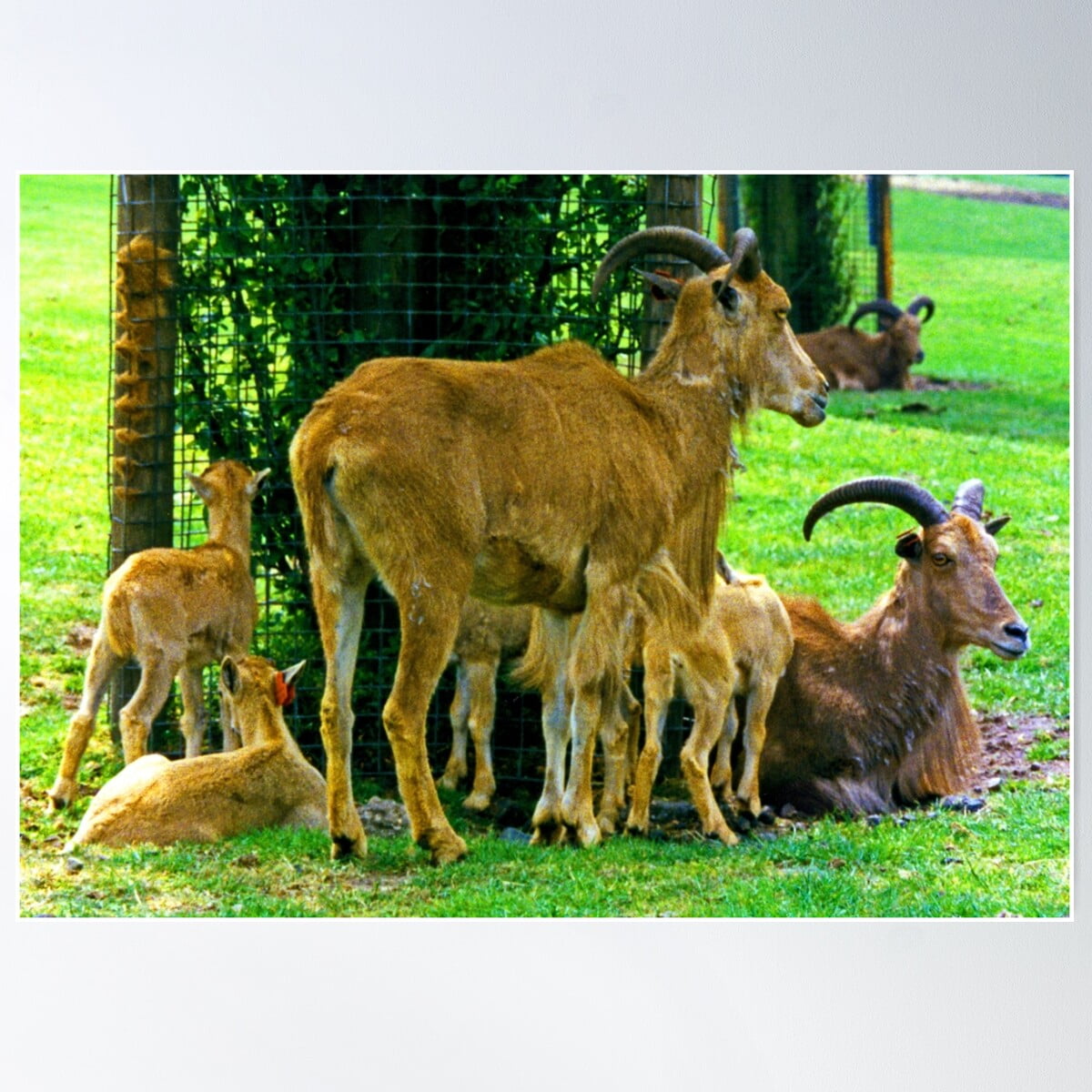 Billy Goats Gruff Poster Wall Art, Modern Wall Decor For Living Room ...