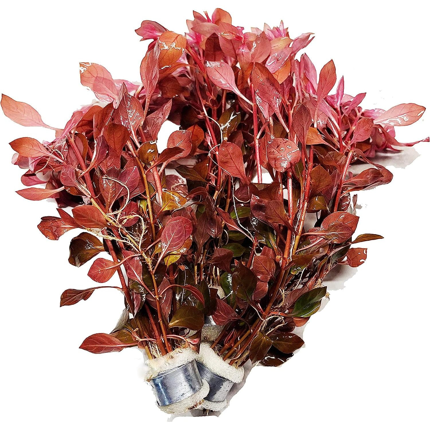 Bilot 3 Bundles Dark Red Ludwigia Repens Live Aquarium Plants Package ...