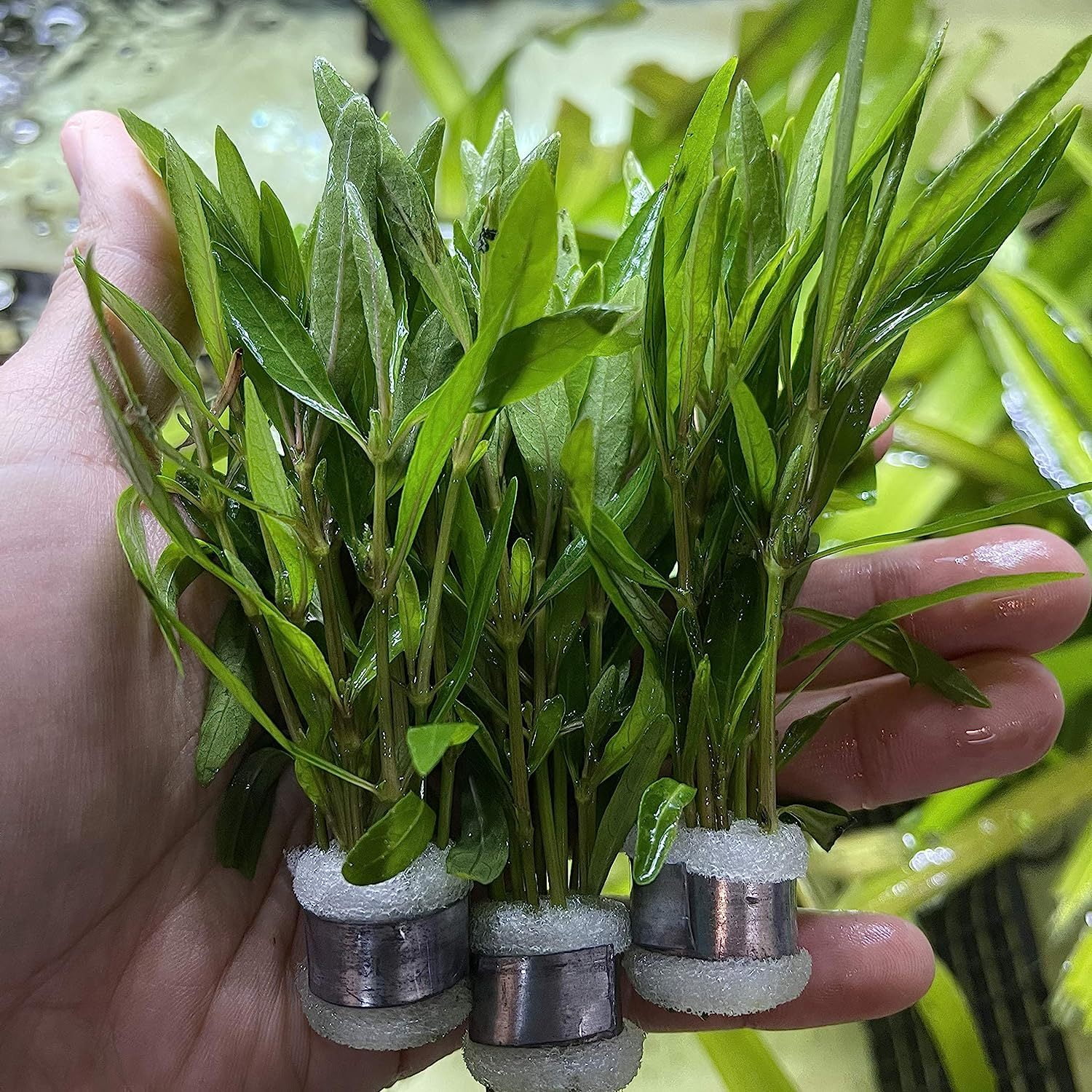 Bilot 3 Bundles Hygrophila Corymbosa Live Aquarium Plants Package ...