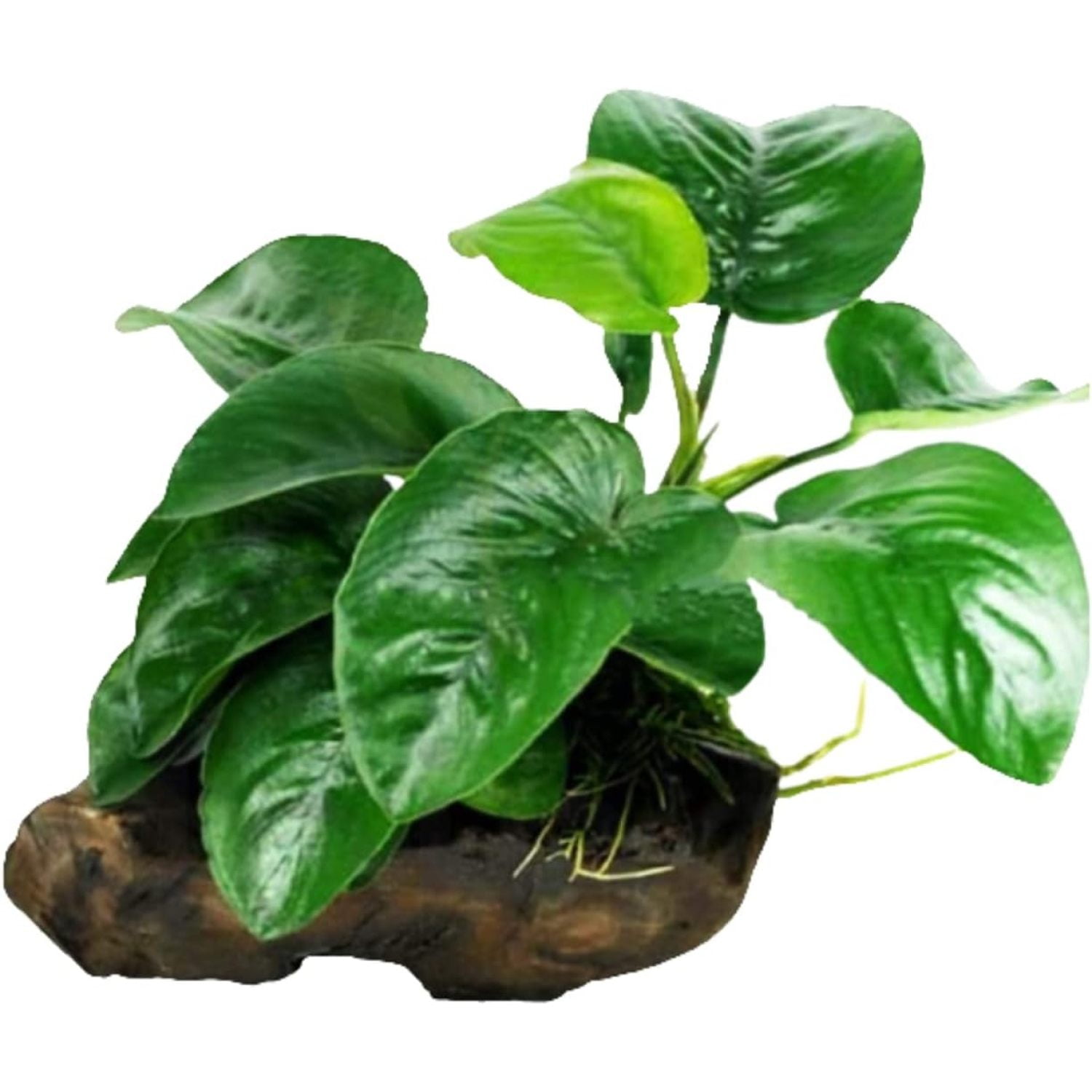 Bilot Anubias Barteri 'Butterfly' on Driftwood Freshwater Easy Live ...