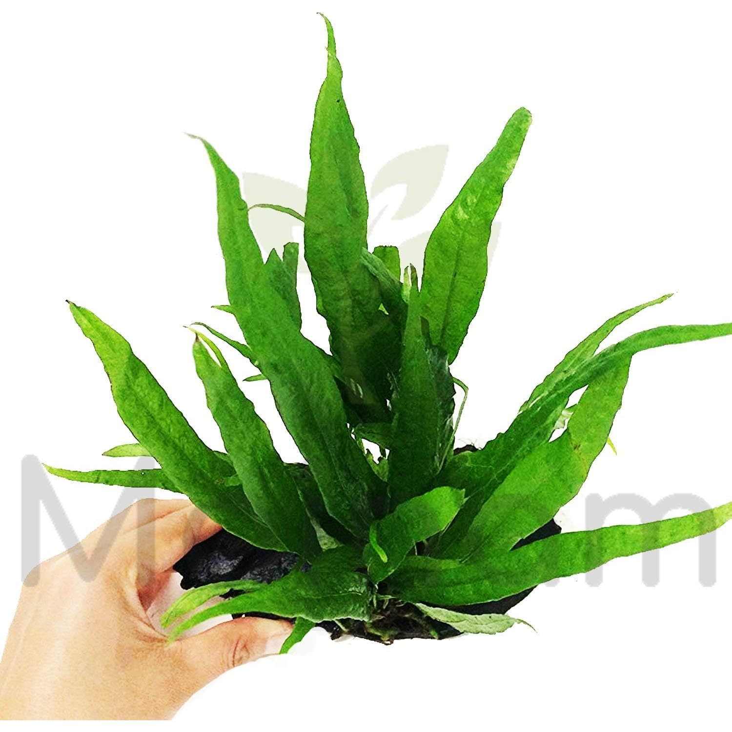 Bilot Java Fern Planted on Driftwood Microsorum Pteropus Freshwater ...