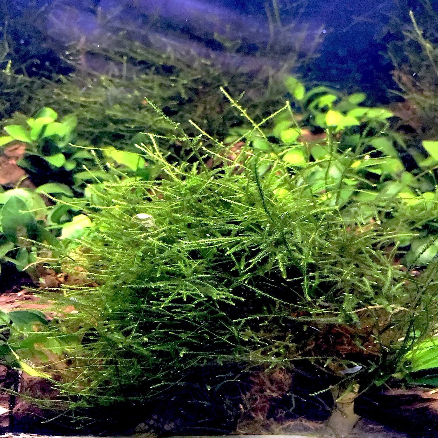 Bilot Java Moss on Driftwood (5-6 Inches) | Dubyana Vesicularia ...