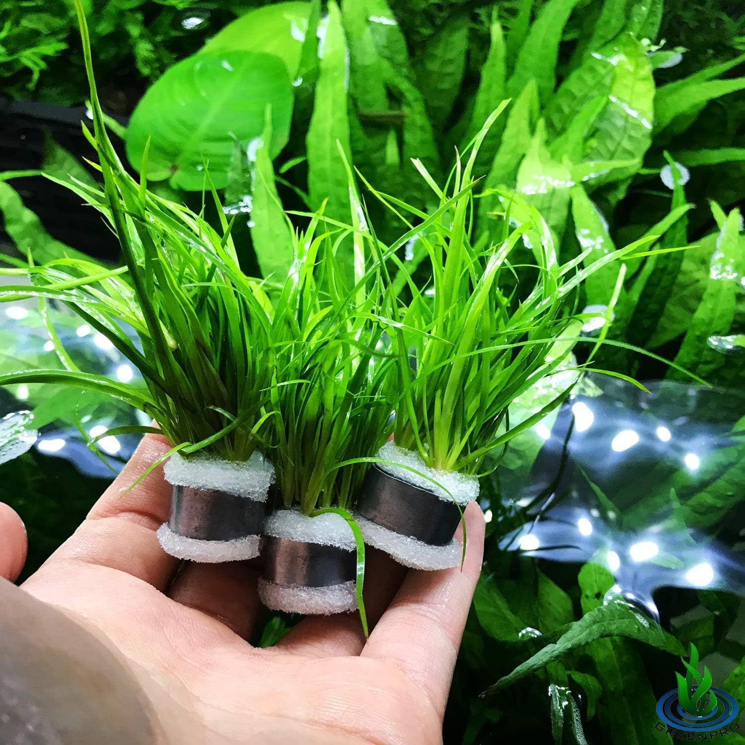 Bilot | Juncus Repens 3-Bunch Easy Low-Light Stems Freshwater Live ...