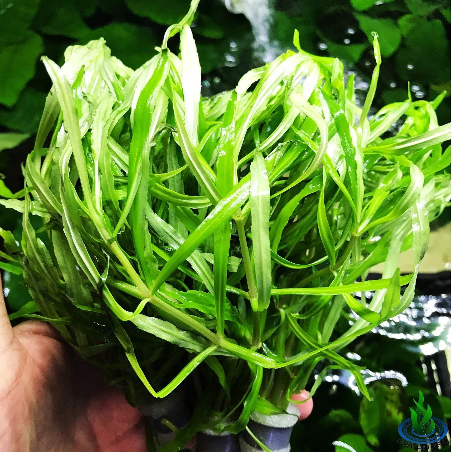 Bilot | Pogostemon Stellata Octopus Green 3-Bundle Live Aquarium Plants ...