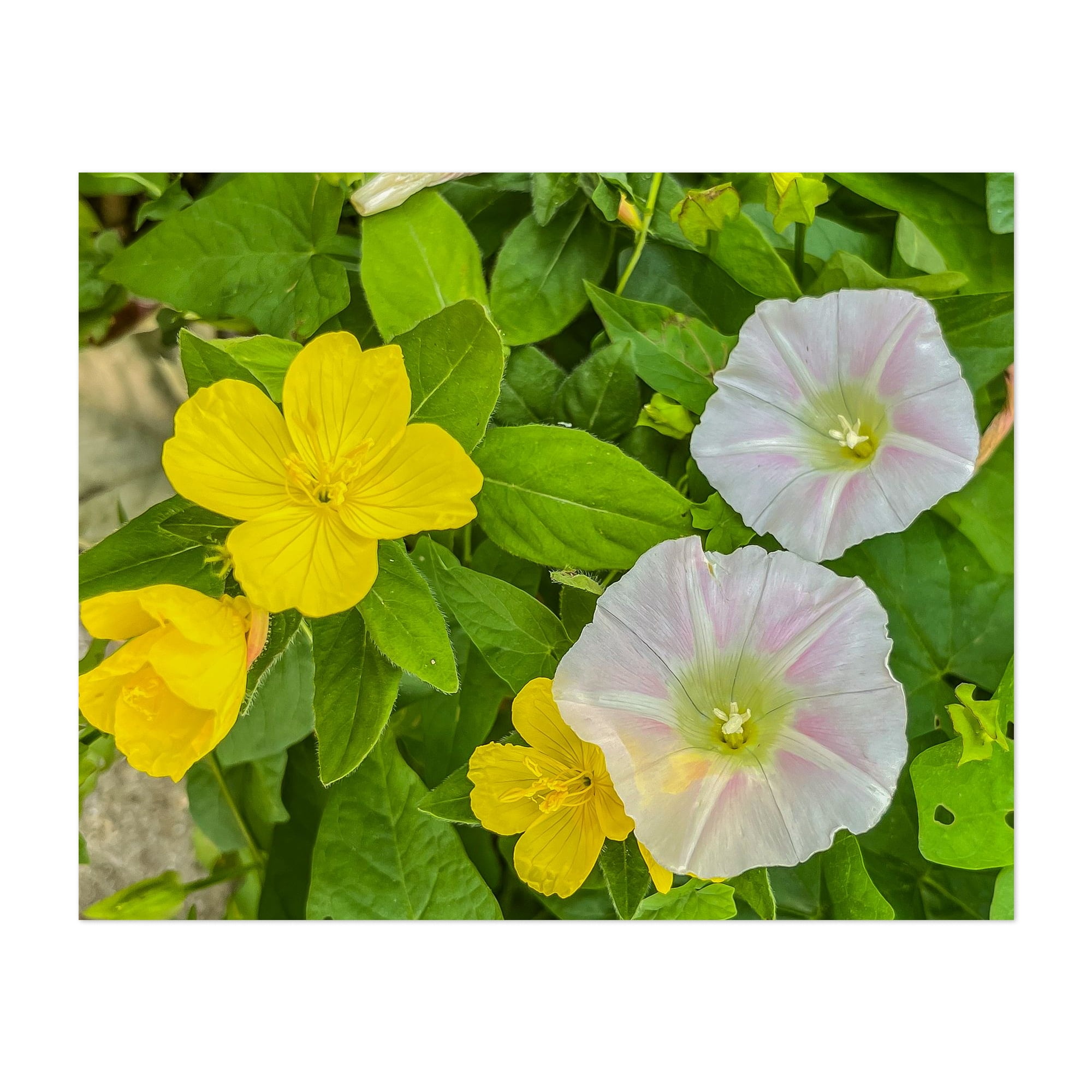 Bindweed and Sundrops on a Spring Afternoon - Pennsylvania Photography ...