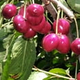 Bing Cherry Dormant Bare Root Fruit Bearing Starter Tree, One Plant per ...