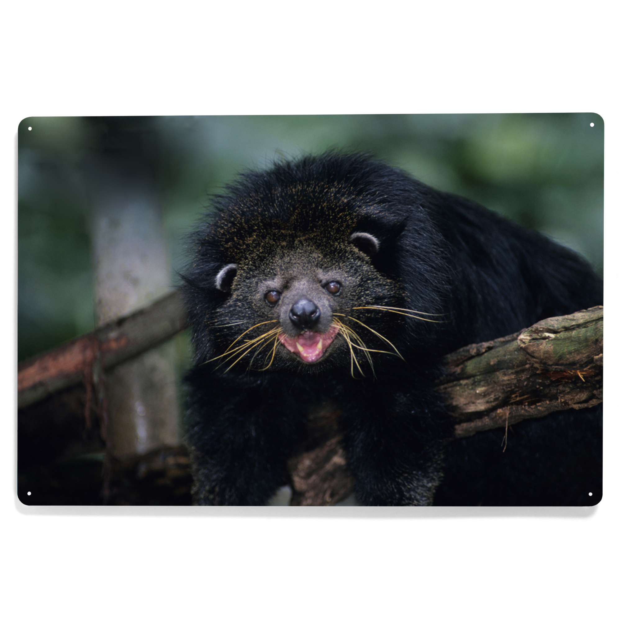 Binturong (Bearcat) (12x18 Aluminum Art, Indoor Outdoor Metal Sign ...