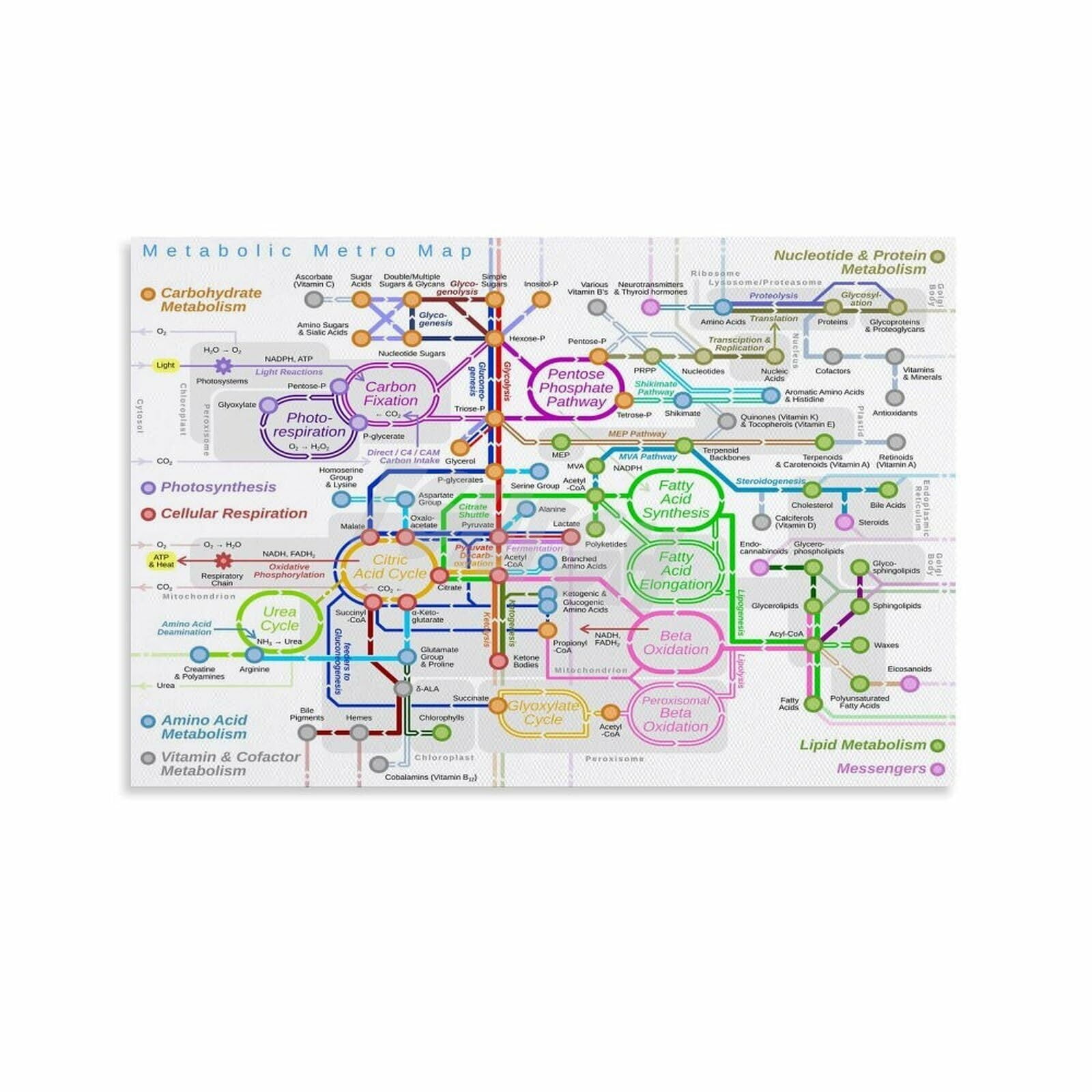 Biochemistry Metabolic Pathways Chart Educational Poster Classroom ...