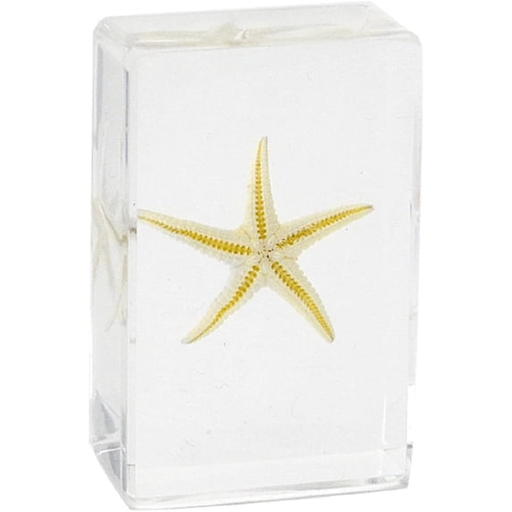 Biological Resin Specimen, Real Insects Preserved in Crystal Clear ...