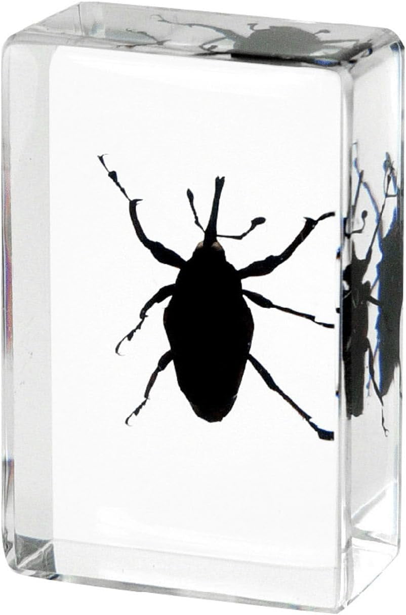 Biological Resin Specimen, Real Insects Preserved in Crystal Clear ...