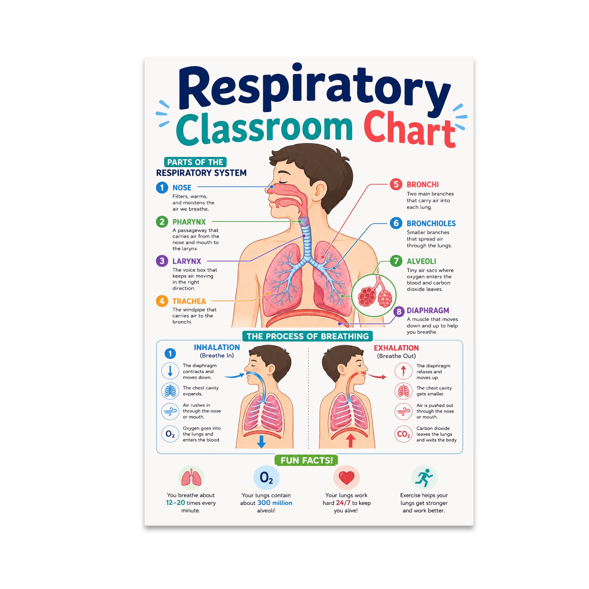 Biology Anatomy Respiratory Classroom Chart - Education Enthusiast ...