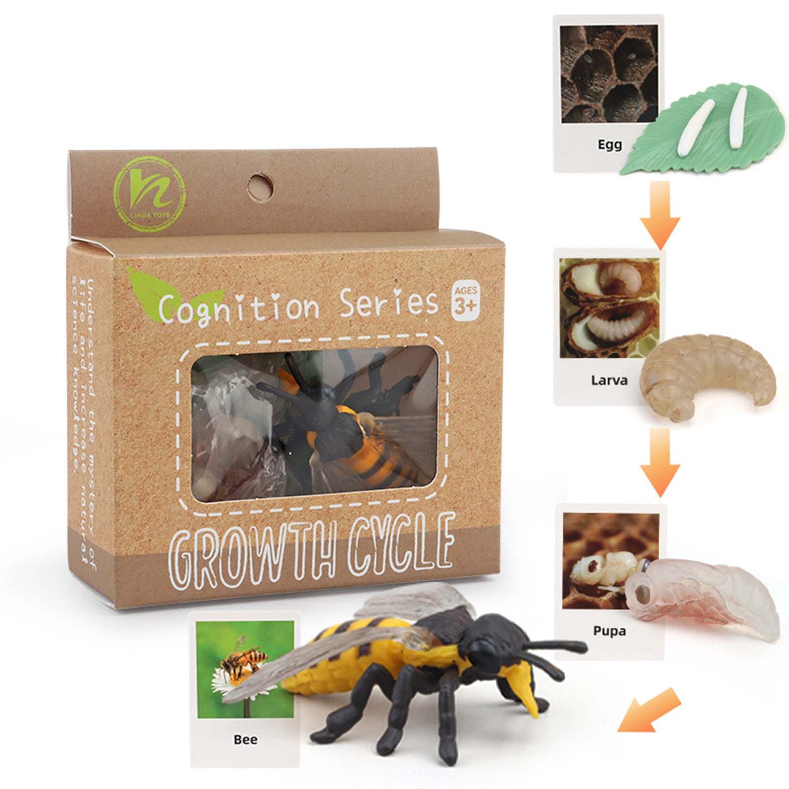 Biology Discovery Toy Box - Realistic Figurines, Life Cycle Learning ...