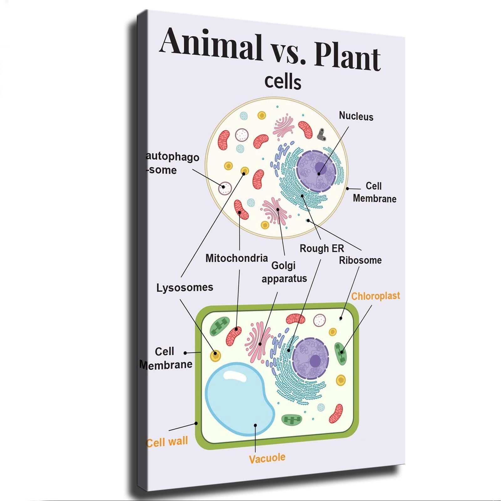 Biology Education Animal and Plant Cell Structure Poster Canvas Wall ...