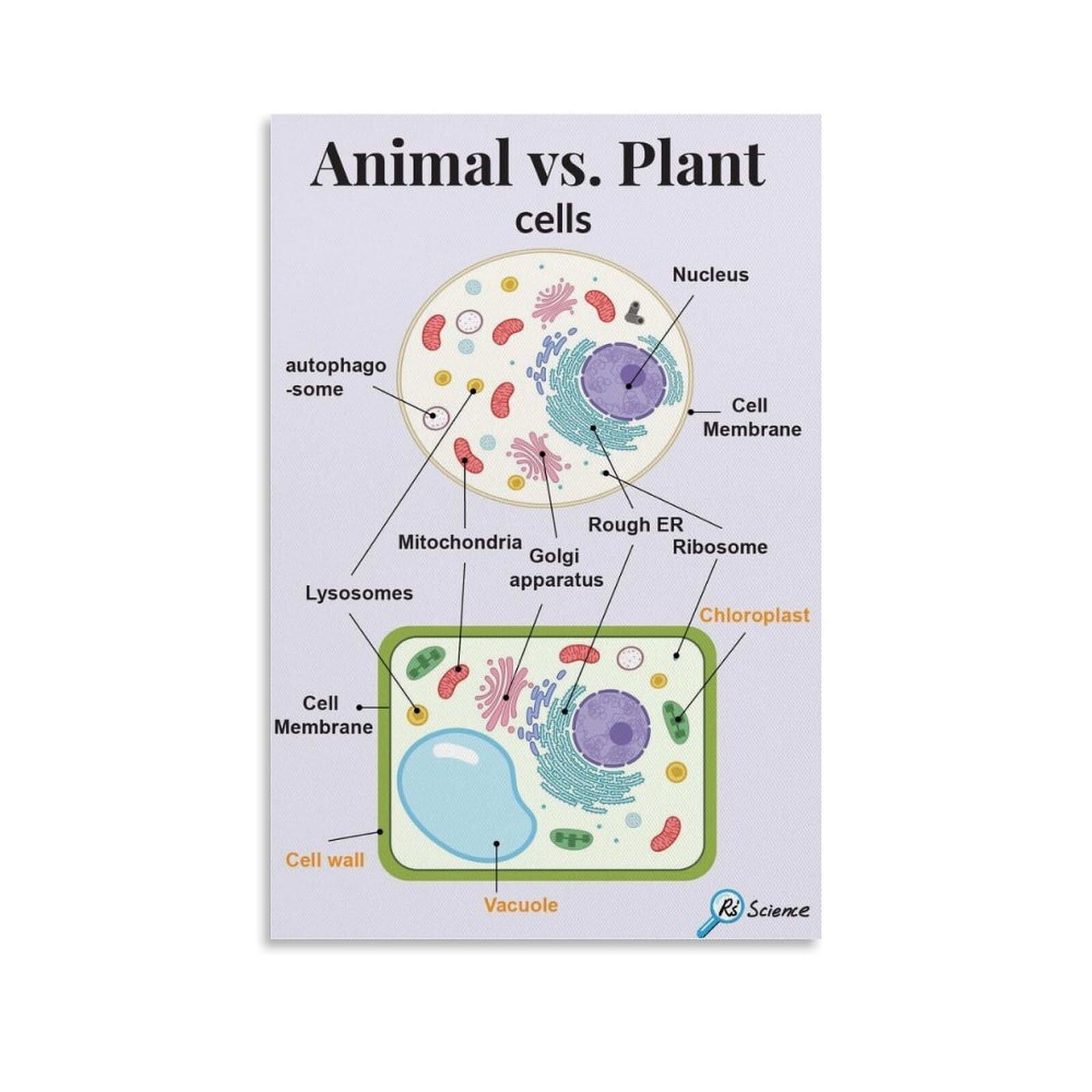 Biology Education Poster Animal And Plant Cell Structure Poster Canvas ...